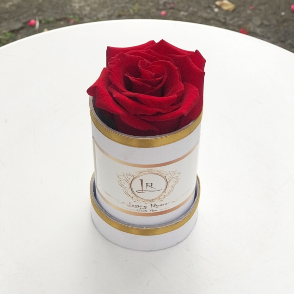 Caja De 1 Rosa Luxury Roses Floristería Y Regalos En Costa Rica
